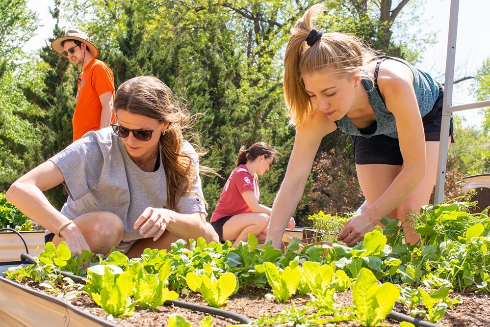 Student-Led Garden Project Brings Peace and Produce to OU-Tulsa Campus