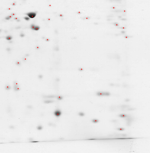 Drosophila Proteome Atlas / Brain Area-F2